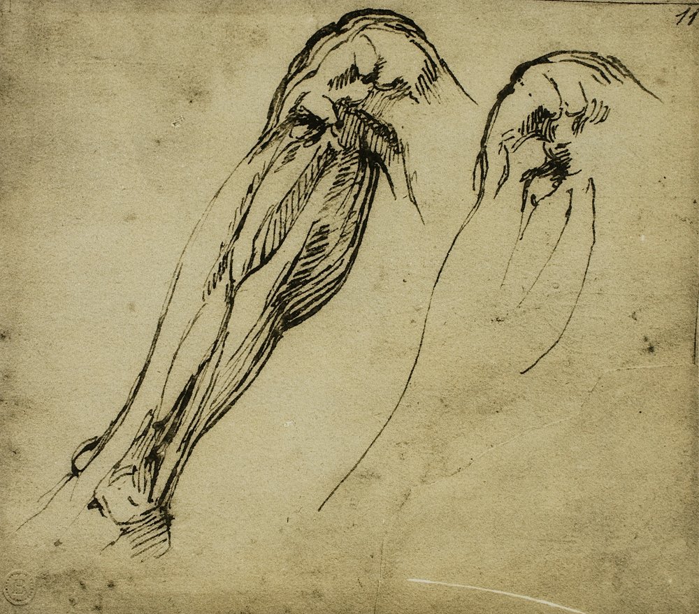 Anatomical Studies of a Leg by Michelangelo Buonarroti