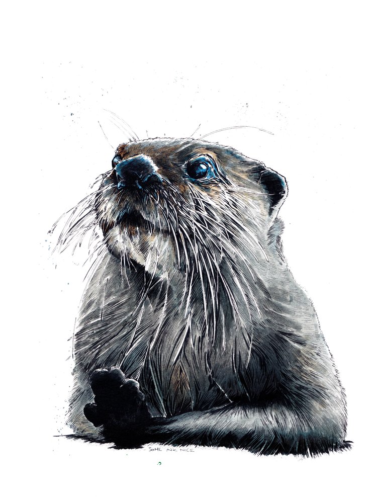 The Otter on White by Mike Davis: Buy fine art print