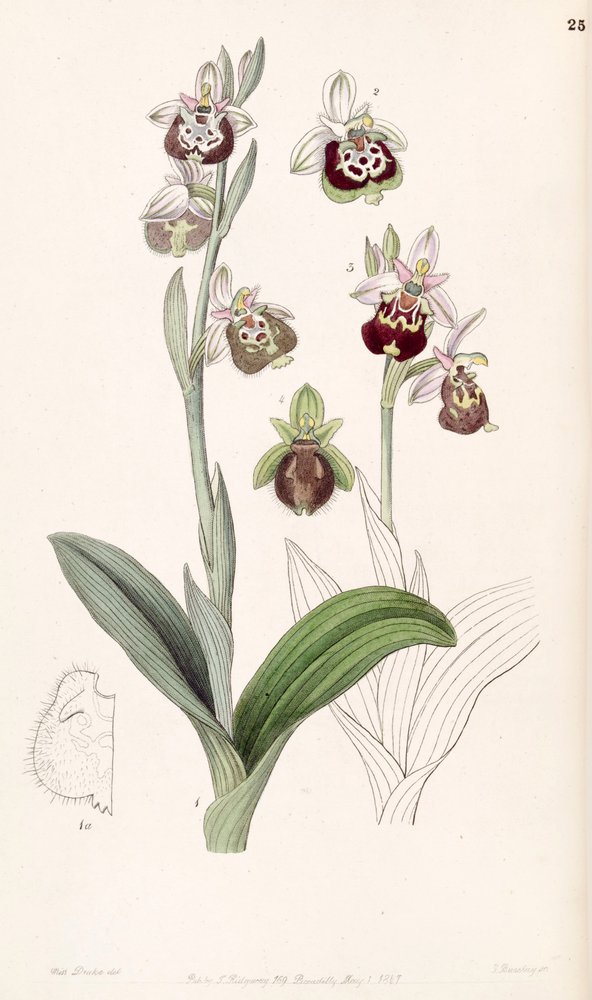 Ophrys fuciflora or Ophrys holoserica by Miss Drake