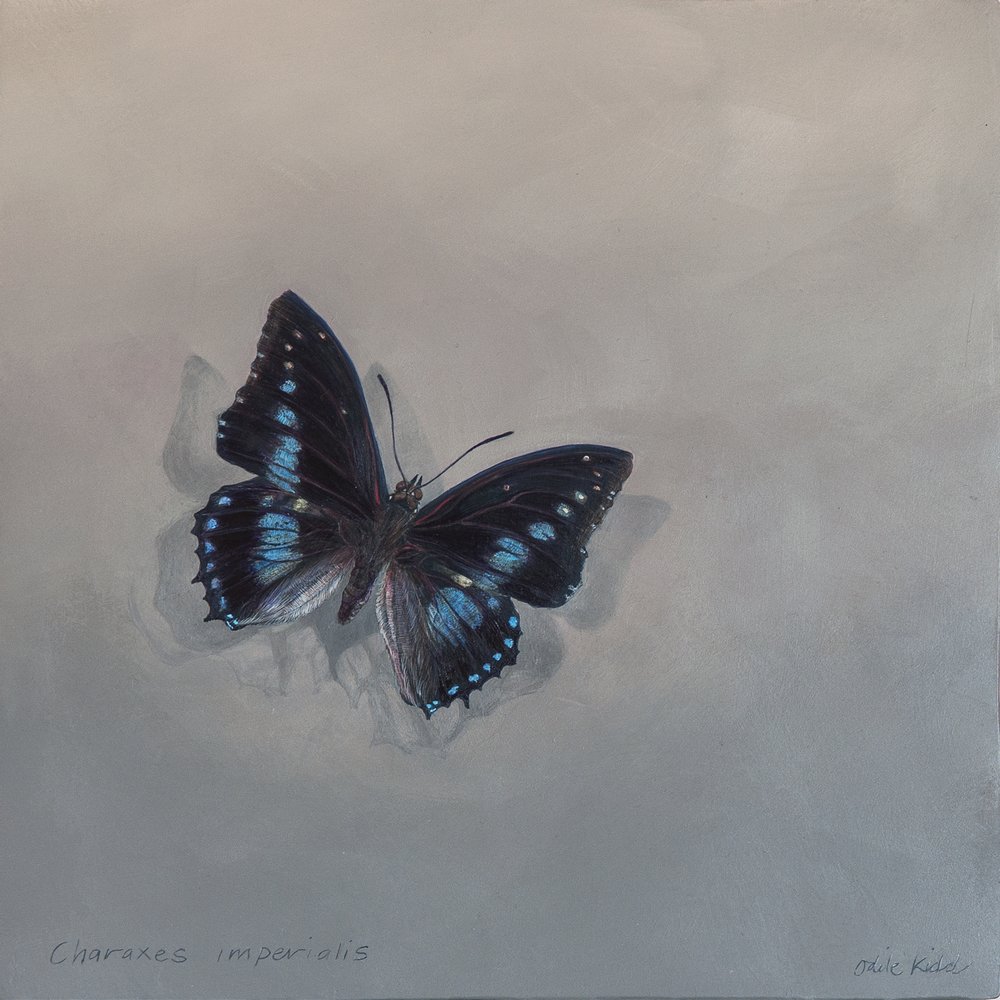 Charaxes Imperialis 1 (a), 2014 by Odile Kidd