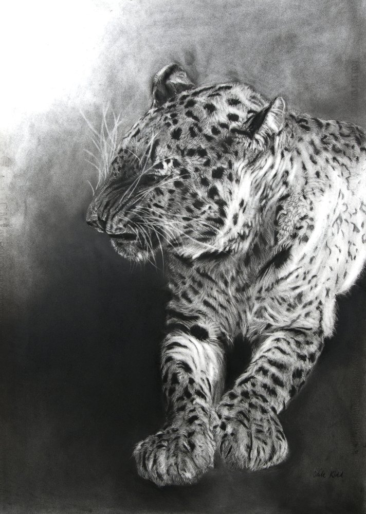 Panthera pardus 2 by Odile Kidd: Buy fine art print