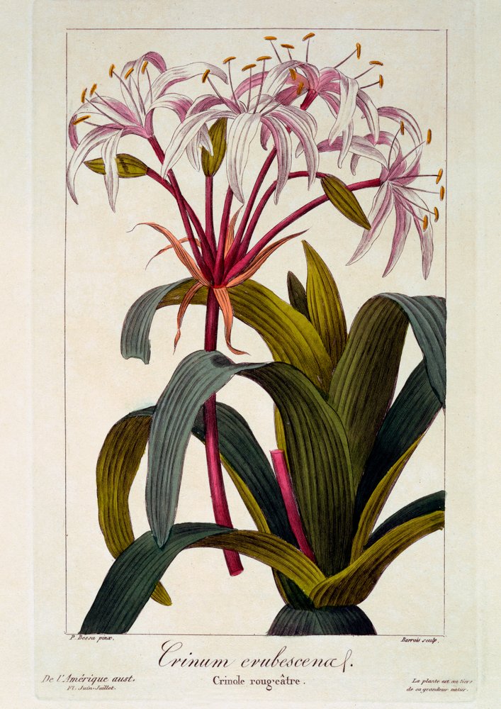 Crinum erubescens by Pancrace Bessa: Buy fine art print