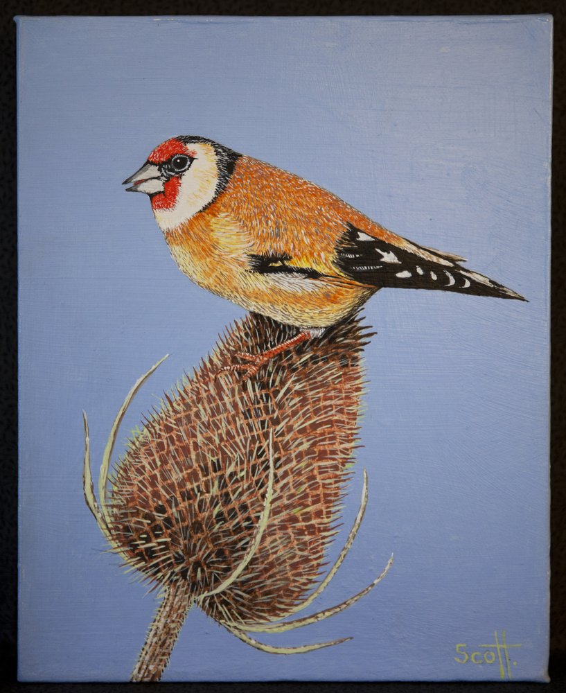 Goldfinch, 2016 by Pat Scott: Buy fine art print