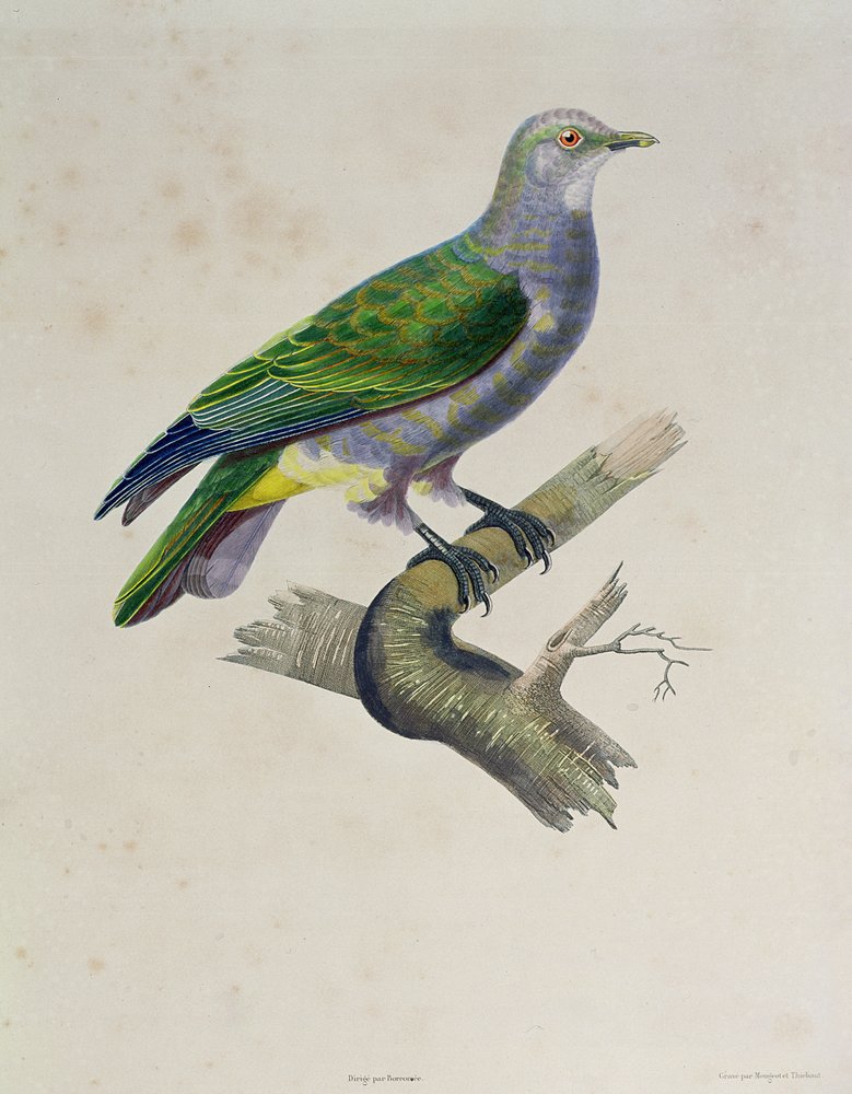 A Dove, from 'Voyage Around the World on the Frigate Venus, 1836-39 ...