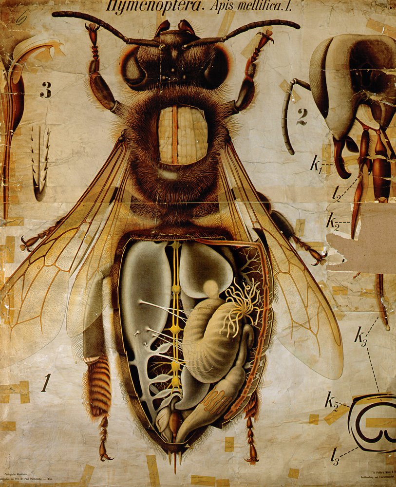 Anatomy of the Honey Bee, No.13, Pfurtscheller's Zoological Wall Chart