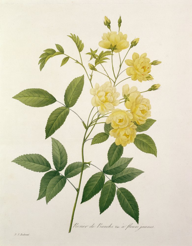 Rosa banksiae (Banks's rose), from 'Choix des Plus Belles Fleurs', 1827