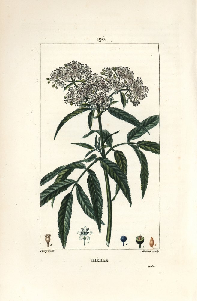 Dwarf Elder, Sambucus humilis by Pierre Jean Francois Turpin