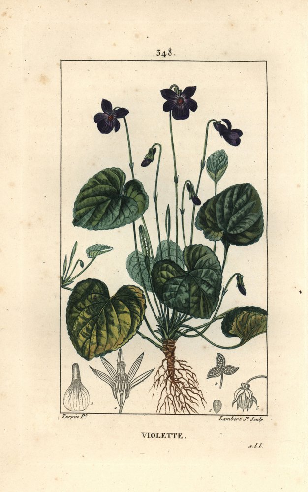 Fragrant Violet by Pierre Jean Francois Turpin