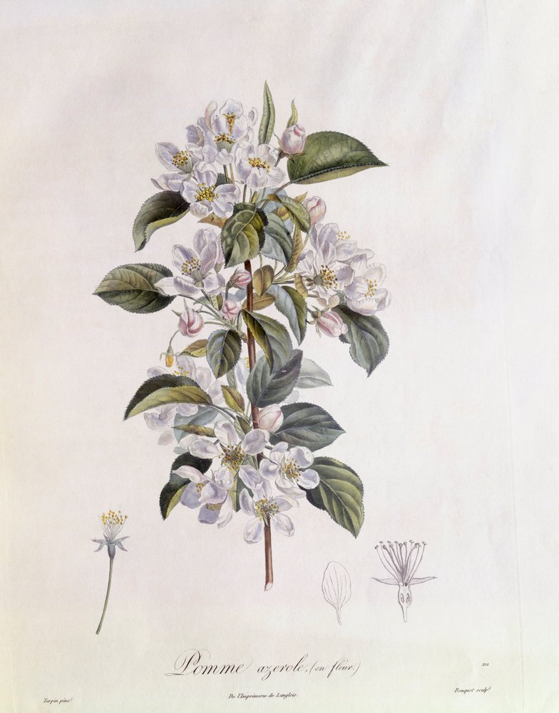Hawthorn Flower, botanical plate by Pierre Jean Francois Turpin