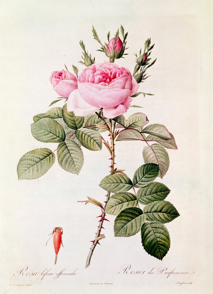 Rosa Bifera Officinalis, from 'Les Roses' by Claude Antoine Thory ...