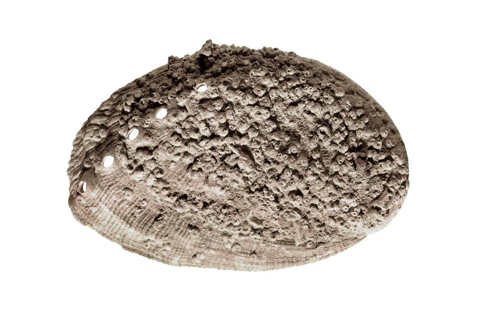 Prehistoric Art: Shell Fossil, from the Cave of La Riera, Barcelona