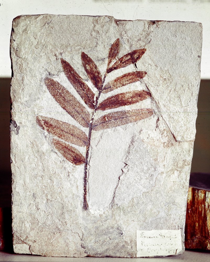 Prehistory: Branch Fossil in Limestone from the Site of Mount Bolca