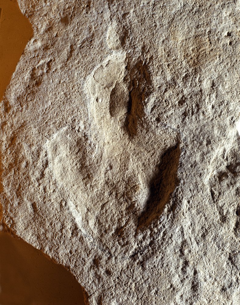 Prehistory: Fossil Fingerprint of Dinosaur. Mesozoic Era, Jurassic ...