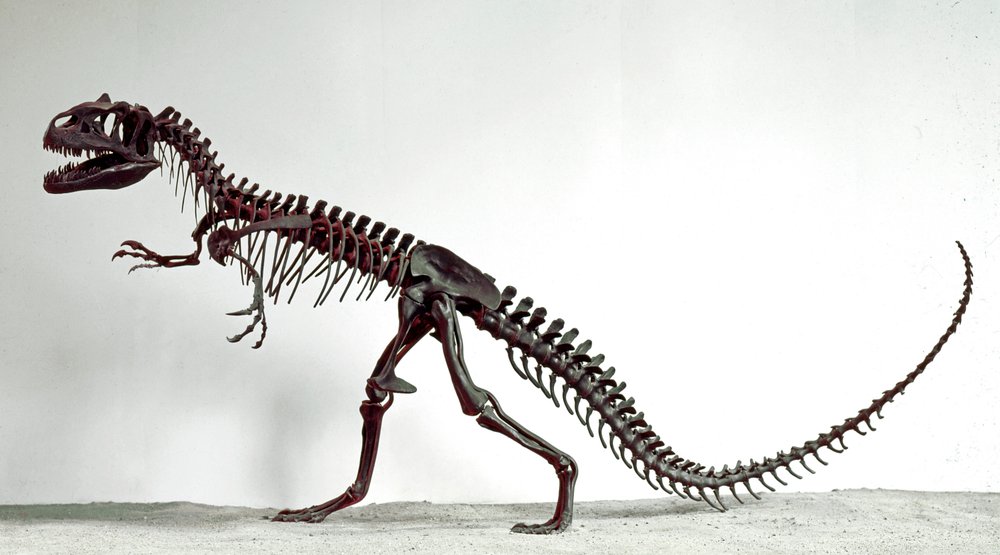 Skeleton of the Dinosaur Allosaurus Fragilis