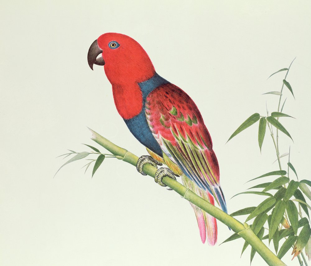 Electus Parrot, on a bamboo shoot, Ch'ien-lung period