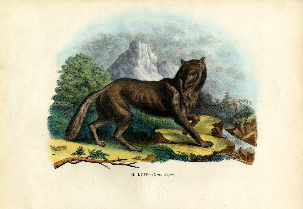 Wolf by Raimundo Petraroja: Highest-quality art reproduction