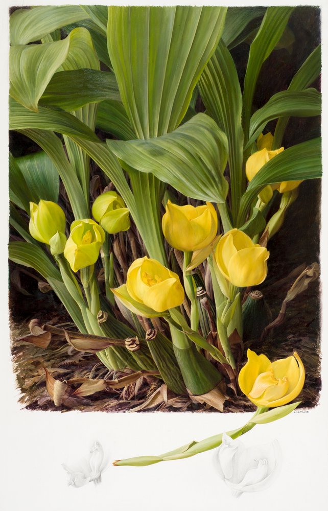 Angula clowsii by Raymond Booth: Buy fine art print