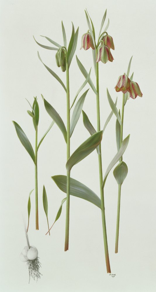Fritillaria Hermonis Amana by Raymond Booth