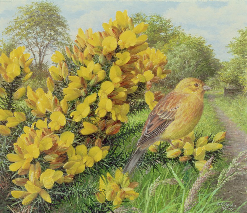 Gorse and Yellow Hammer, 2000 by Raymond Booth