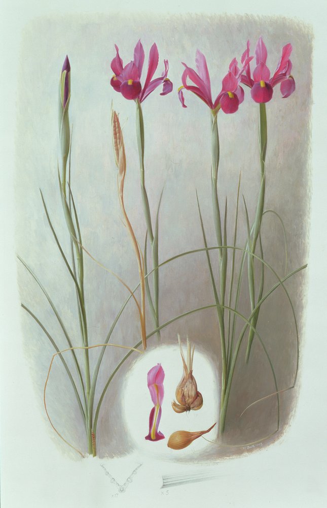 Iris Filifolia by Raymond Booth: Buy fine art print