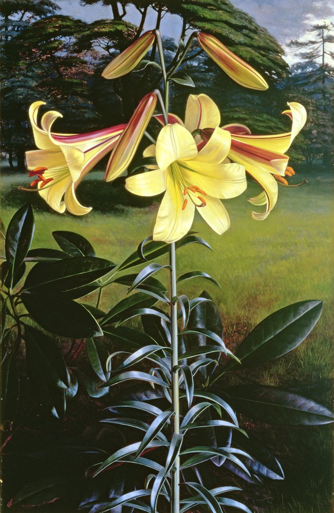 Lilium Golden Clarion by Raymond Booth: Buy fine art print