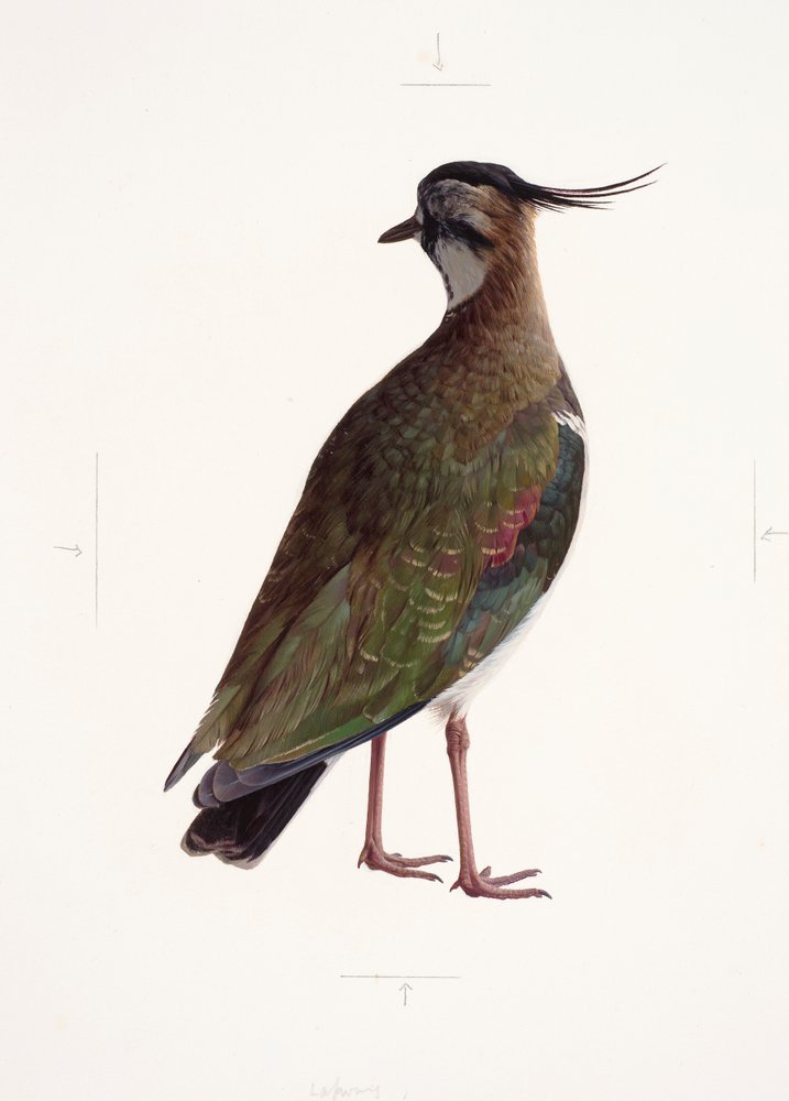 Study of a lapwing by Raymond Booth: Buy fine art prints