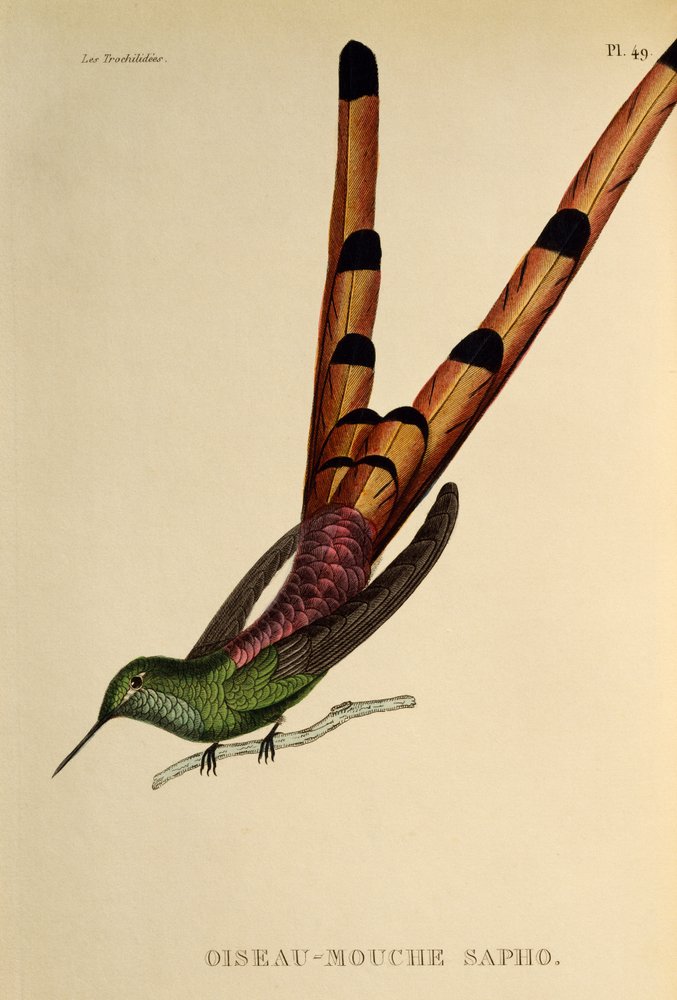 Red-tailed Comet (Sappho sparganurus)