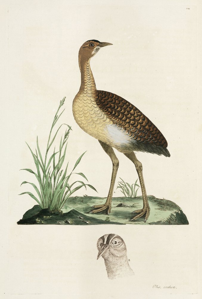 Bustard by John Pardon: Highest-quality art reproduction
