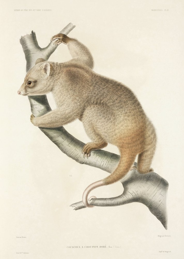 Cuscus by John Pardon: Highest-quality art reproduction