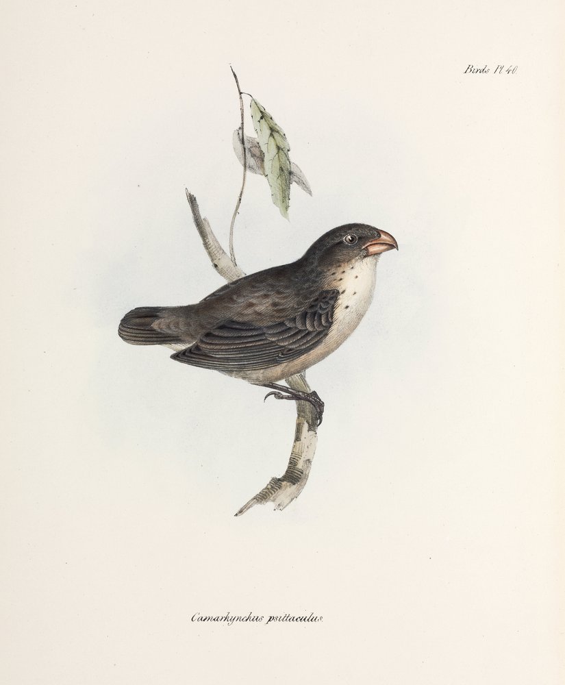 Finch by John Pardon: Highest-quality art reproduction