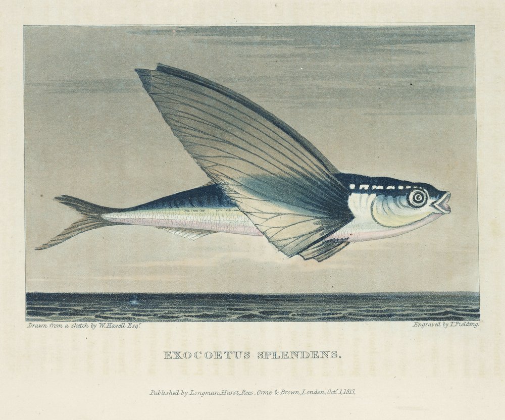 Flying Fish by John Pardon: Highest-quality art reproduction