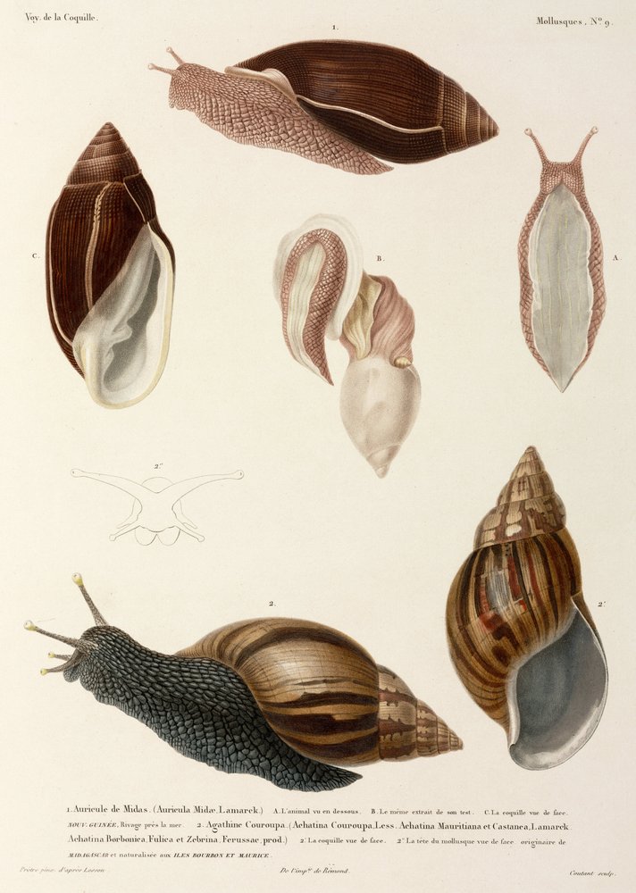 Snails, New Guinea, Madagascar and Mauritius by John Pardon