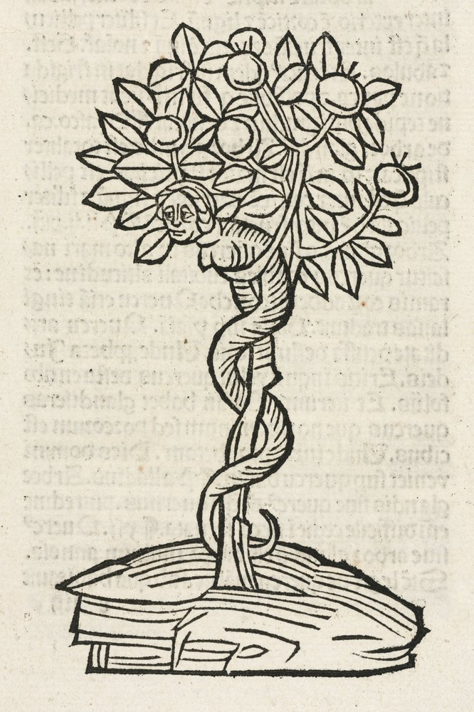 The Serpent in the Tree of Knowledge by John Pardon