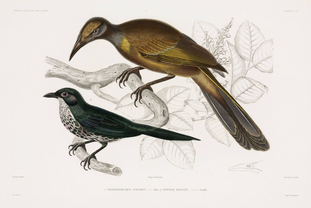 Two types of bird by John Pardon: Buy fine art print