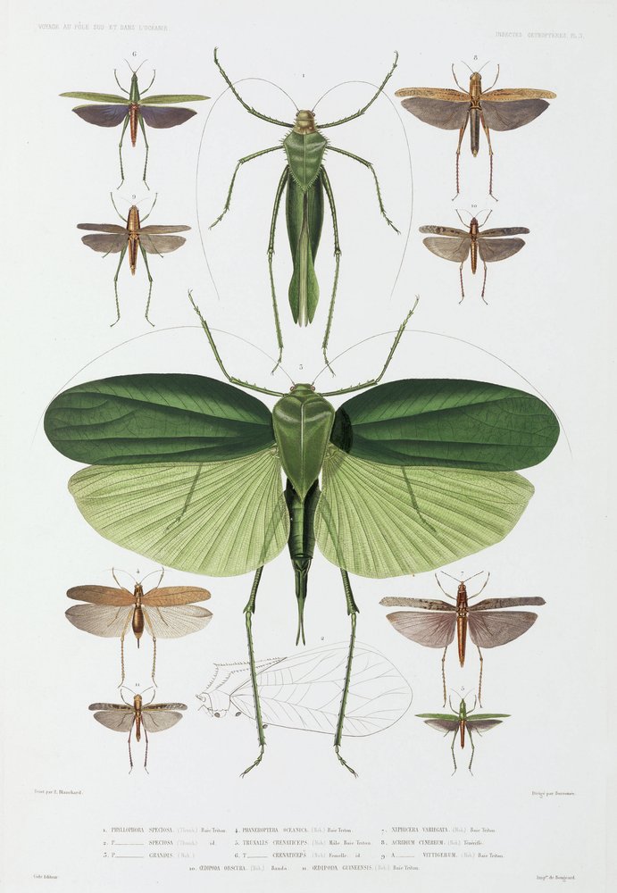 Types of Insect, Tenerife and Indonesia by John Pardon