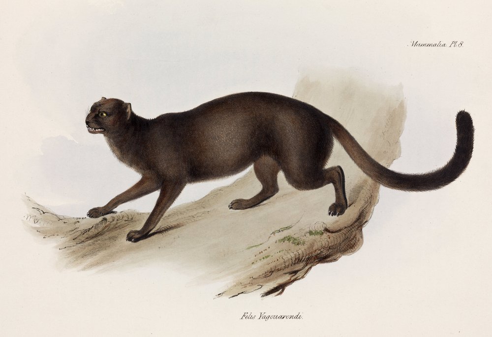 Weasel or Otter Cat, South America by John Pardon
