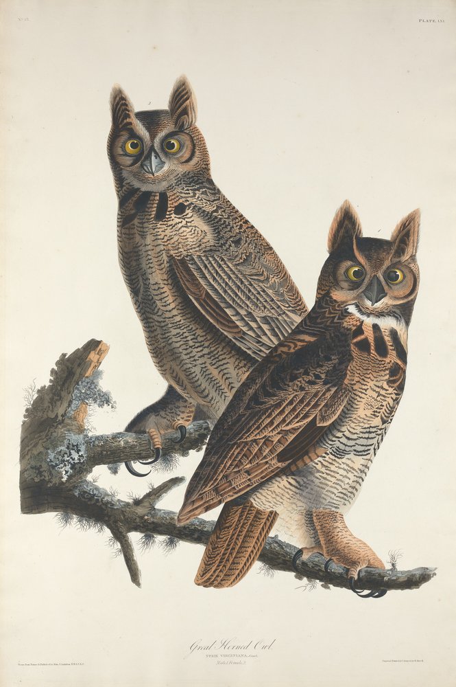 Great Horned Owl by Robert Havell: Buy fine art print