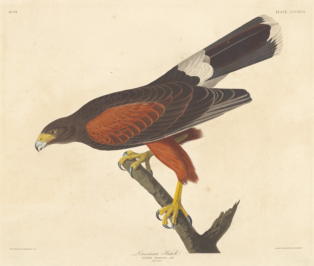 Louisiana Hawk, 1837 by Robert Havell: Buy fine art print