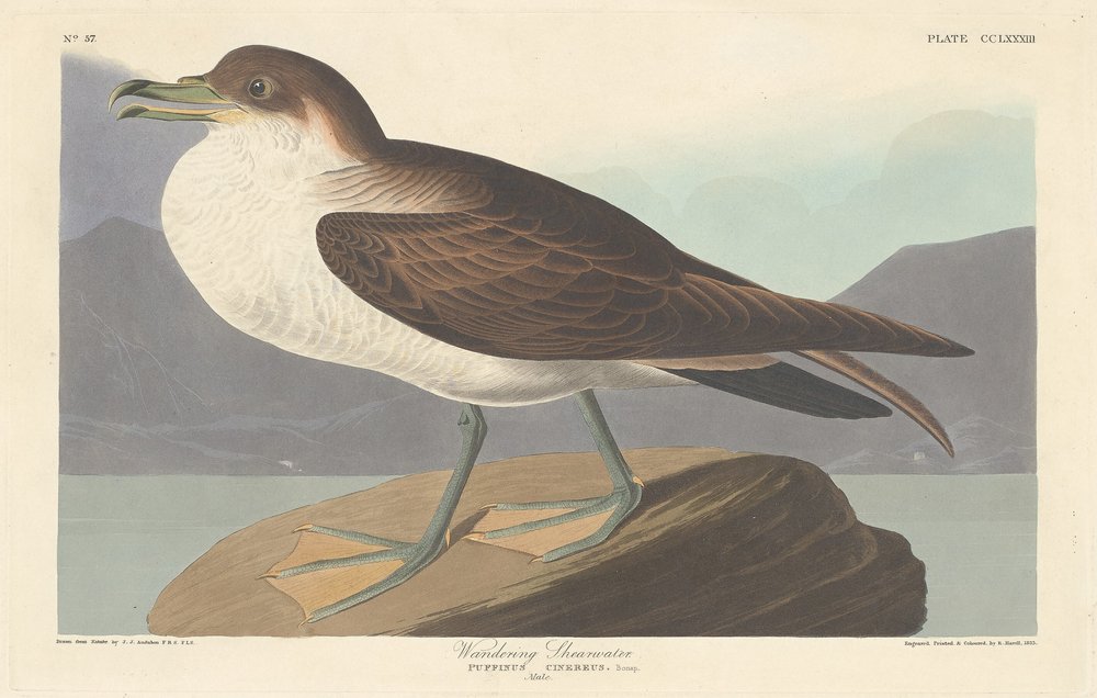 Wandering Shearwater