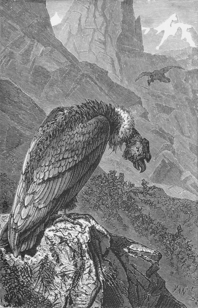 The Condor by Robert Taylor Pritchett: Buy fine art print