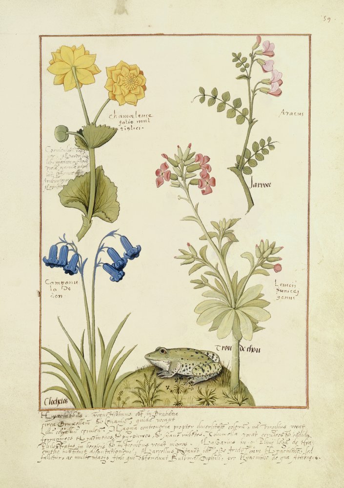 Illustration from the Book of Simple Medicines by Mattheaus Platearius