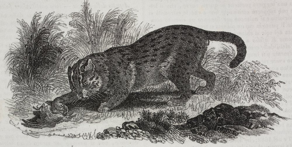 Sumatran Cat, from Poliorama Pittoresco, No. 47, July 1