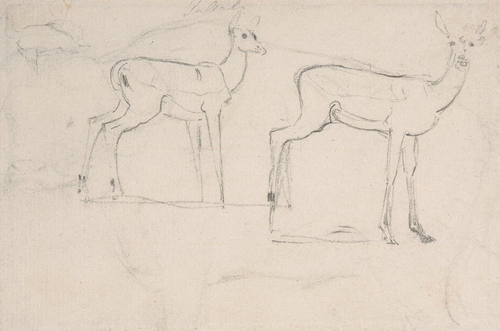 Study for Two Standing Pallah Deer by Samuel Daniell