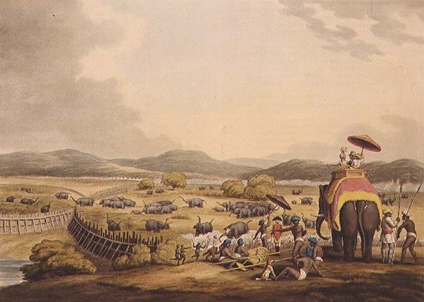 Driving Elephants Into A Keddah, from Oriental Field Sports