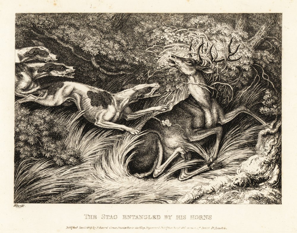 Three Hounds Attack a Stag Caught by Its Antlers