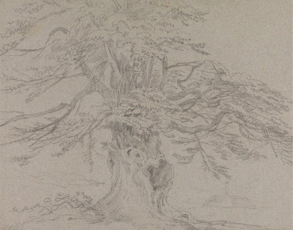 Tree Study by Sir George Howland Beaumont seventh Baronet