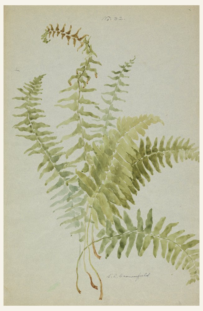 Drawing, Studies of Ferns by Sophia L. Crownfield