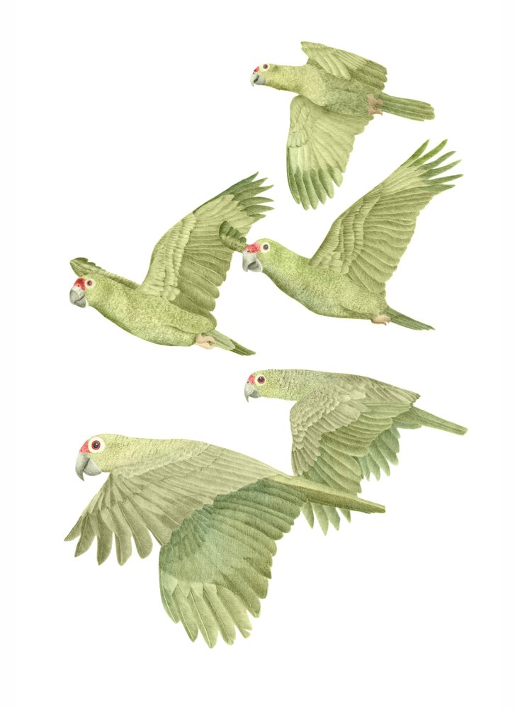 Costa Rica Red Lored Parrots, 2019 (graphite pencil digital)