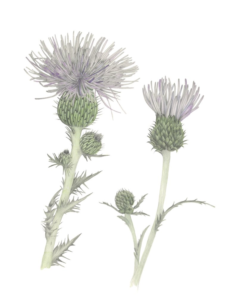 Thistle by Stacy Hsu: Highest-quality art reproduction