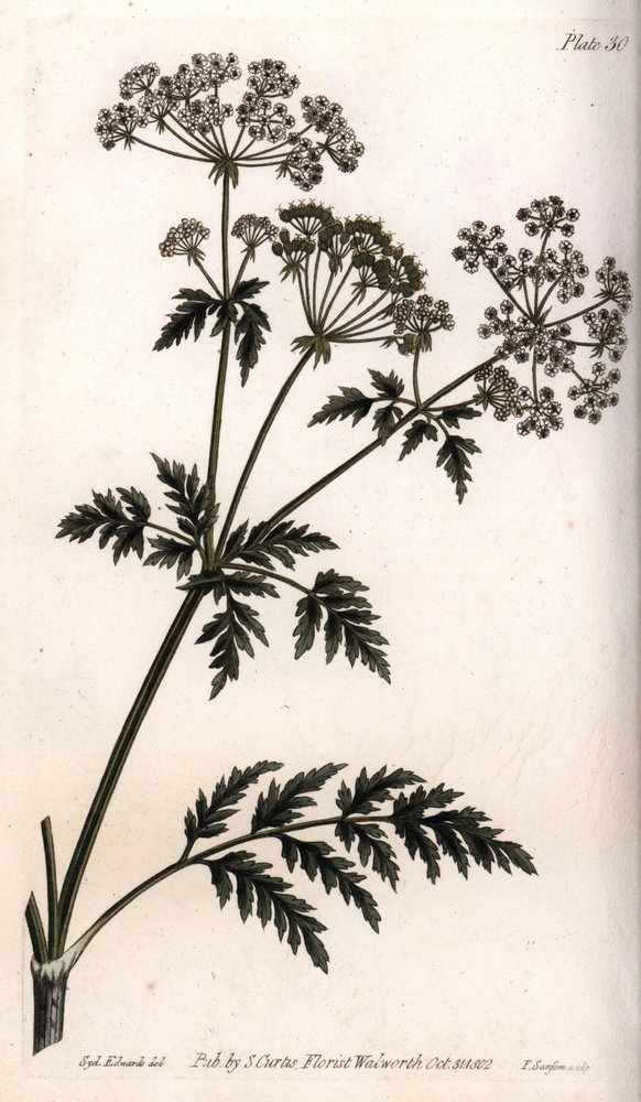 Big Hemlock by Sydenham Teast Edwards: Buy fine art print